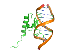 [PyMOL] DNA presentations – KPWu's group research site