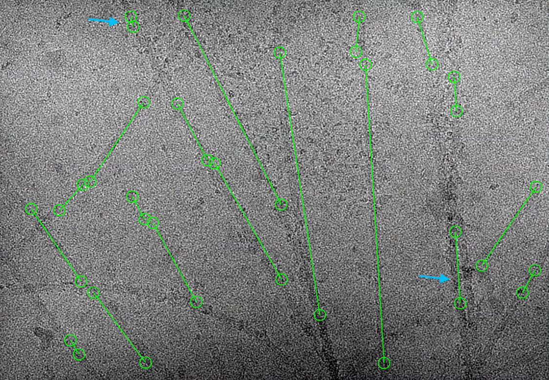 Import crYOLO’s particle list into RELION 3.1 and after – KPWu's group ...