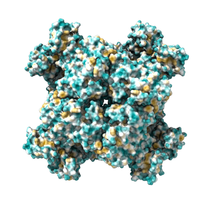 [ChimeraX] A brief chimeraX tutorial – KPWu's group research site