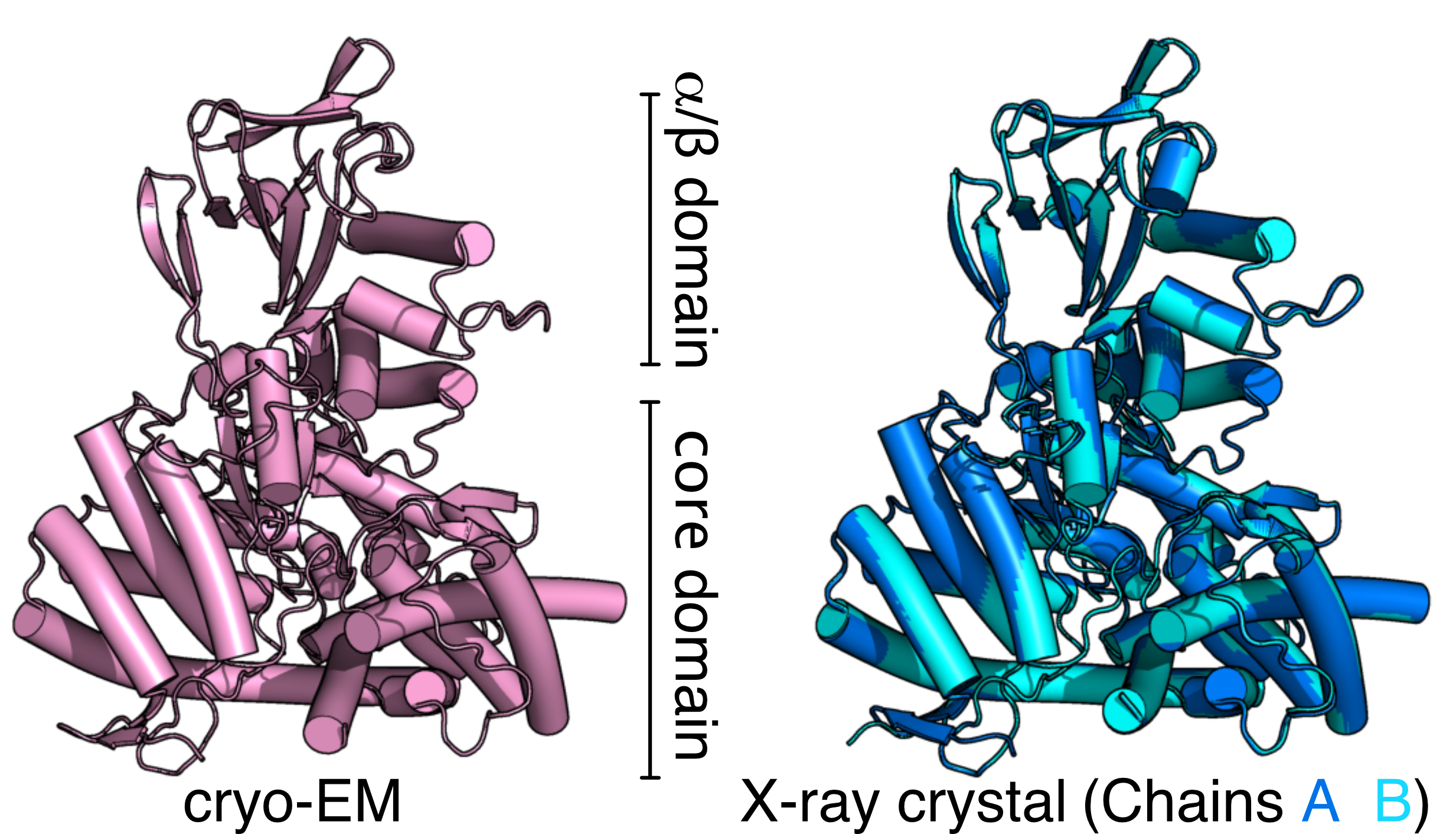 [Publication] cryoEM structure and dynamics of malate synthase G (MSG ...