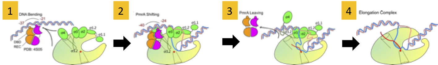[Publication]CryoEM reveals PmrA-regulated transcription activation ...
