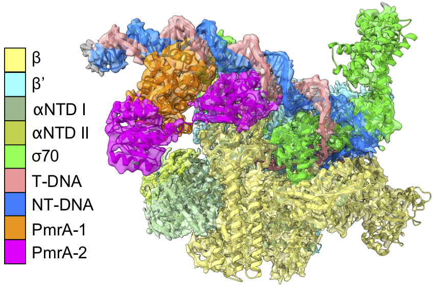[Publication]CryoEM reveals PmrA-regulated transcription activation ...
