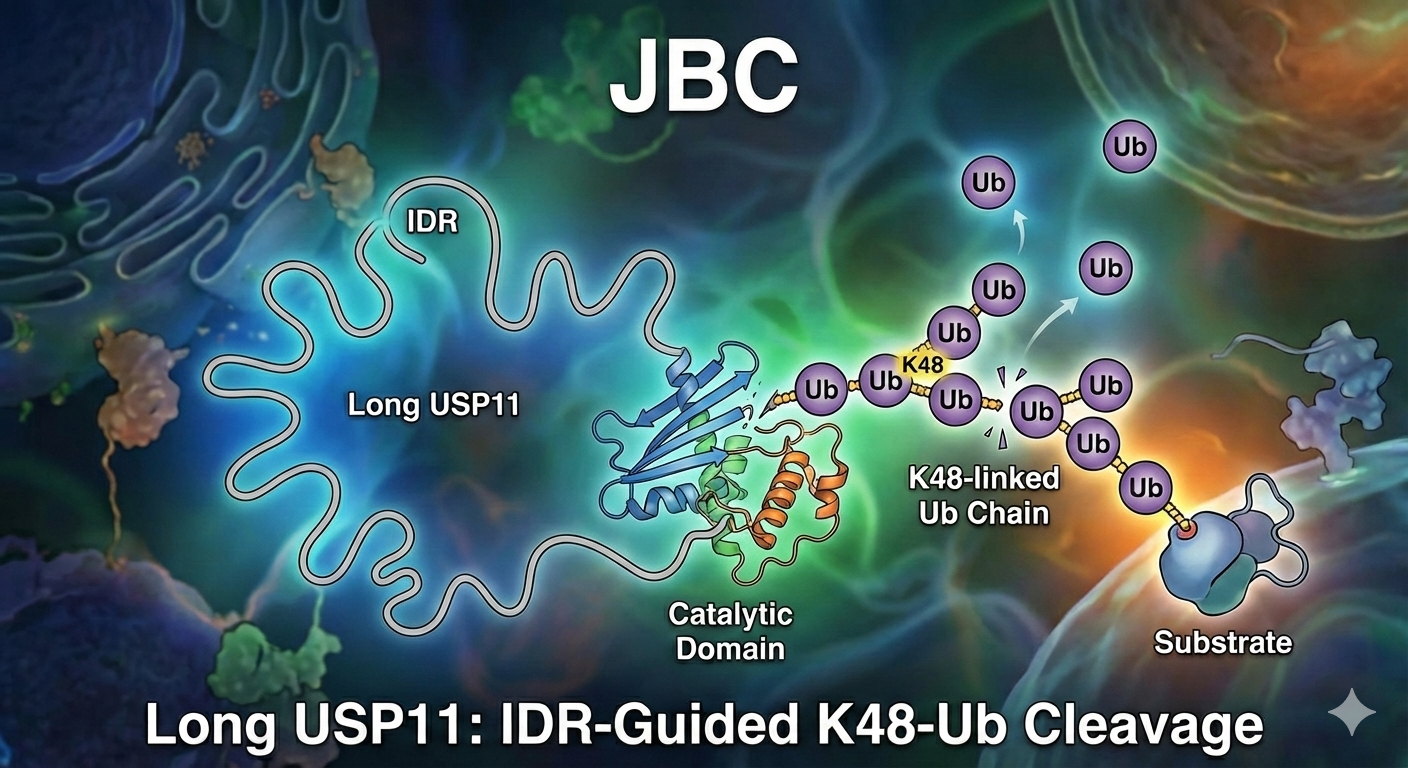 [publication] Decoding How USP11 Works — and How to Stop It – KPWu's ...
